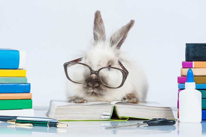 Bunny Reading