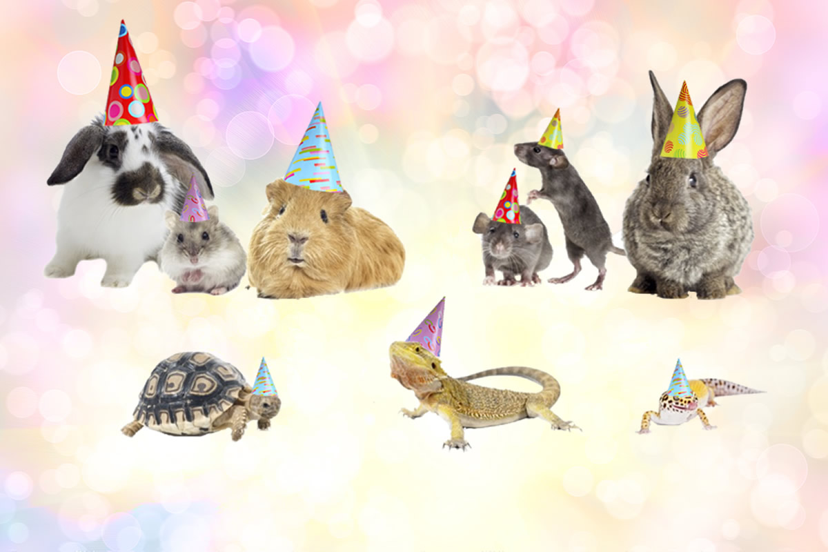 Party at Our Location - Pawsitively Pets Kids Camp