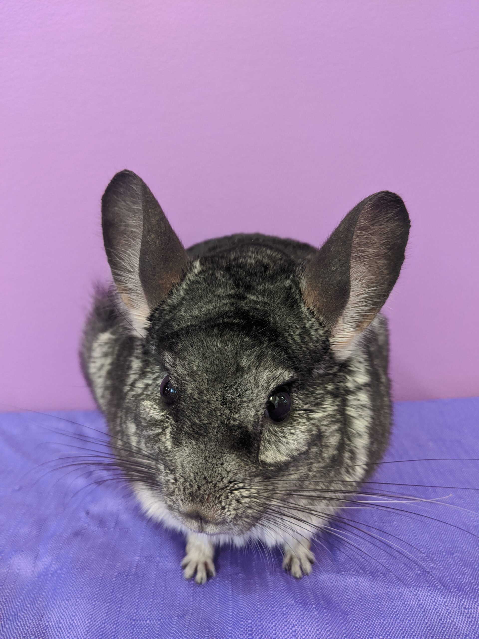 Myths & Mythconceptions - Chinchillas - Pawsitively Pets Kids Camp