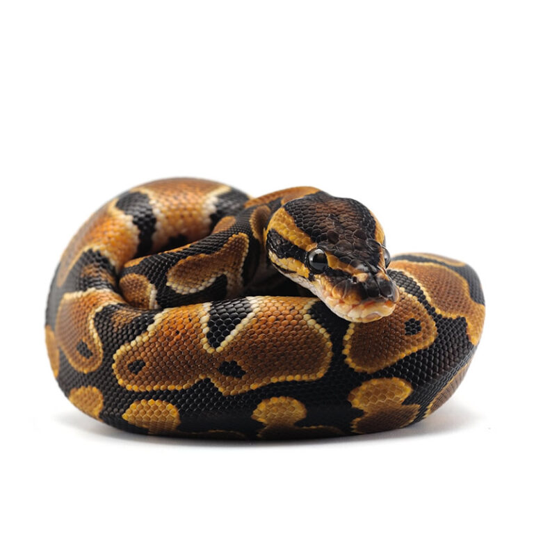 Pawsitively Pets - Pawsitively Pets Kids Camp