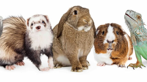 Pawsitively Pets - Pawsitively Pets Kids Camp